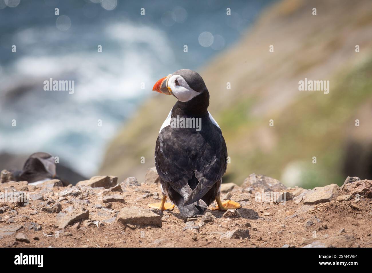 Atlantic puffins on Skoma island Stock Photo - Alamy