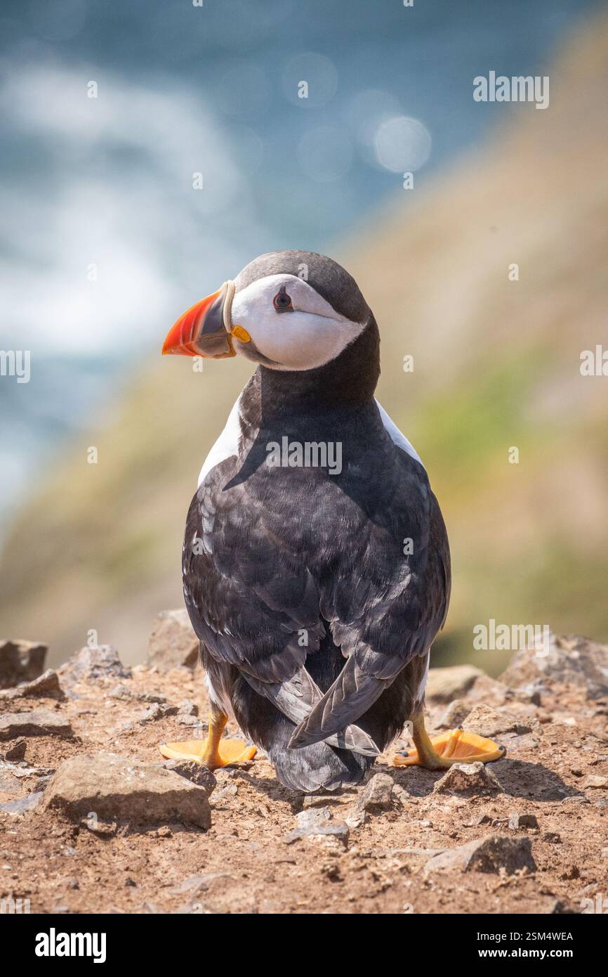Atlantic puffins on Skoma island Stock Photo - Alamy