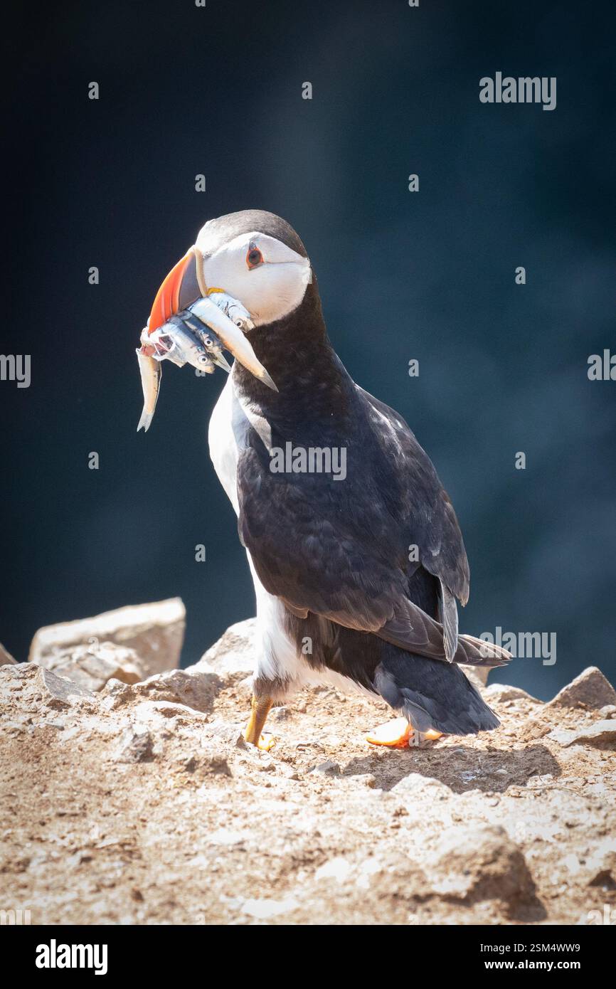 Atlantic puffins on Skoma island Stock Photo - Alamy