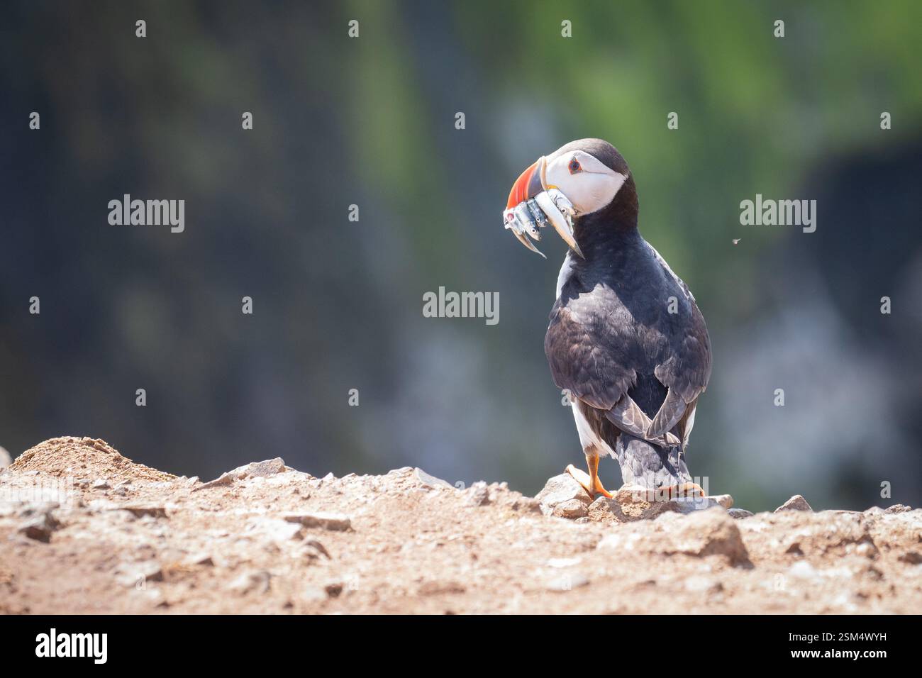 Atlantic puffins on Skoma island Stock Photo - Alamy