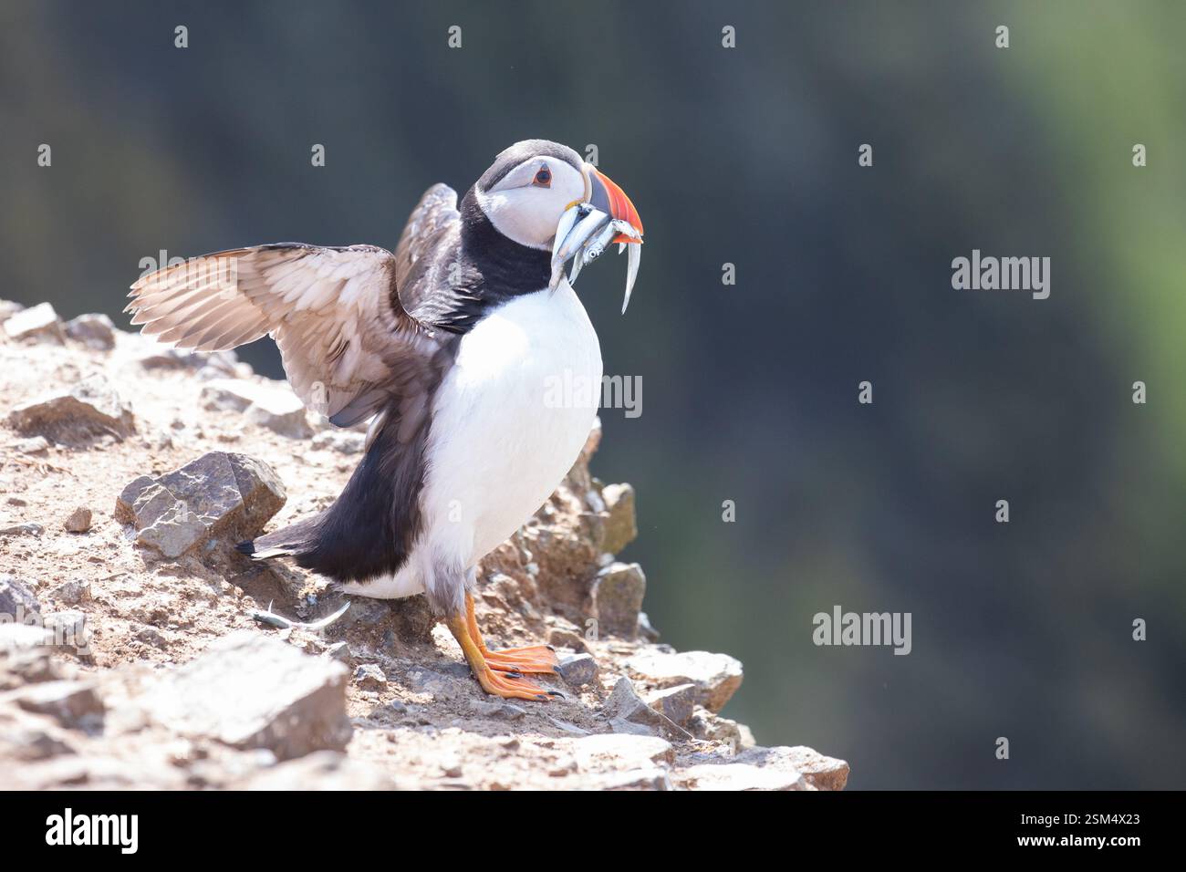 Atlantic puffins on Skoma island Stock Photo - Alamy