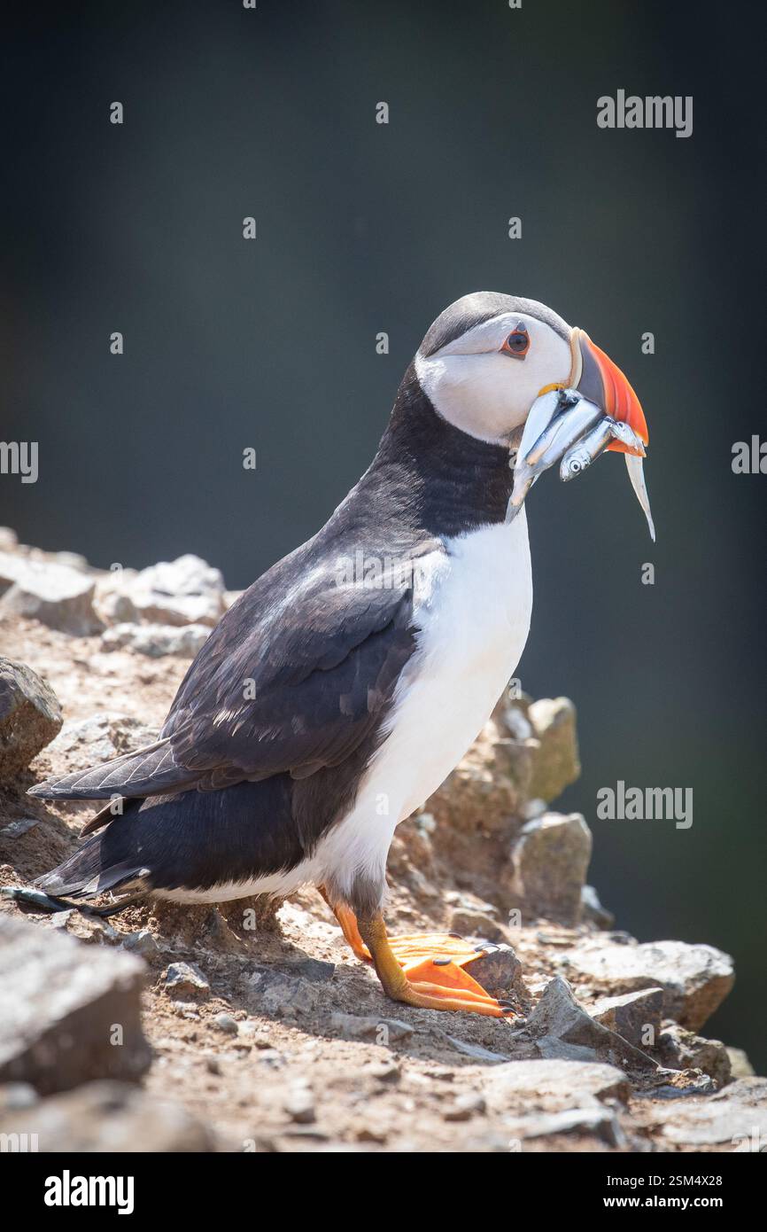 Atlantic puffins on Skoma island Stock Photo - Alamy