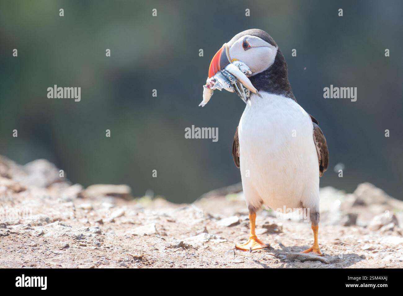 Atlantic puffins on Skoma island Stock Photo - Alamy