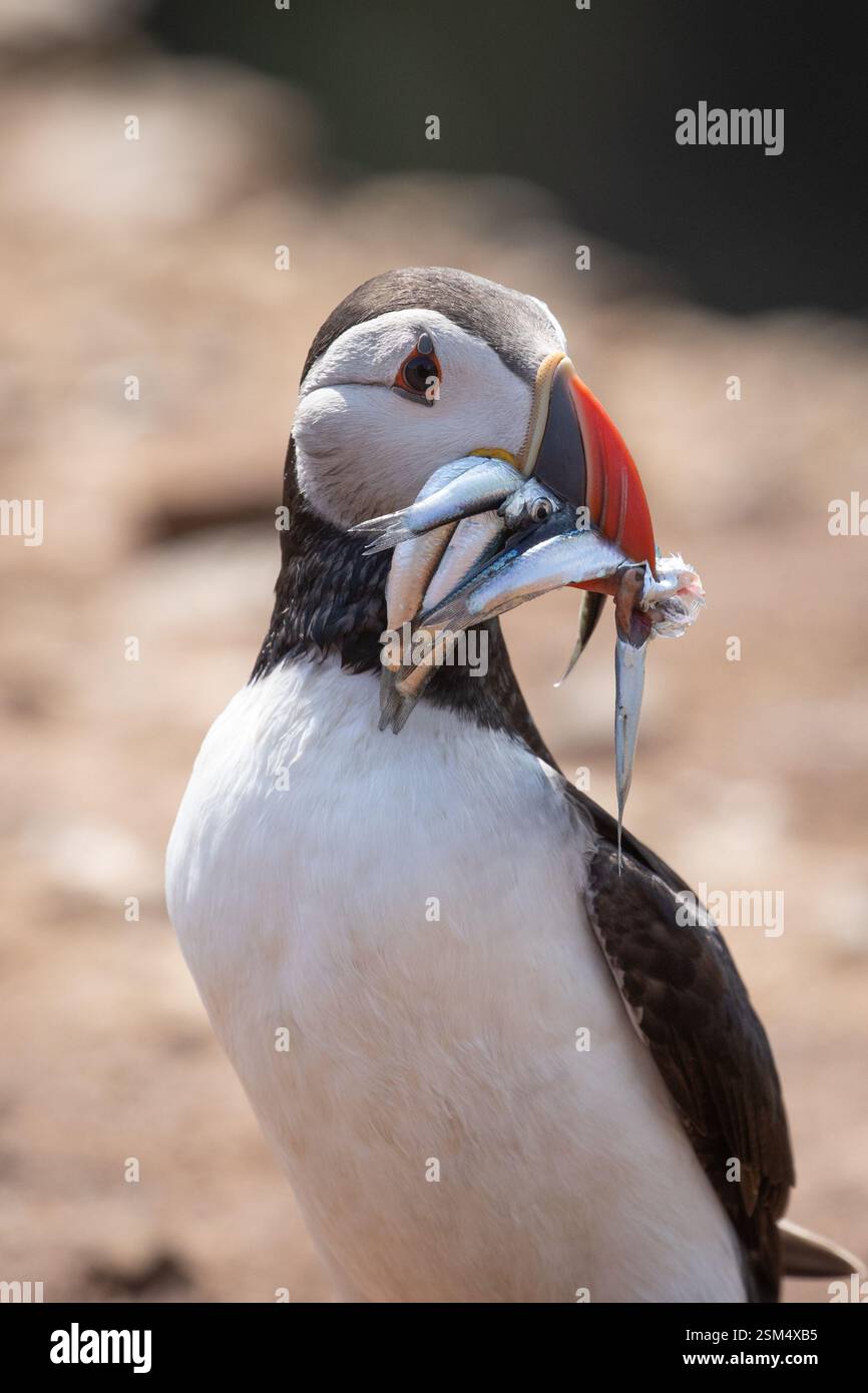 Atlantic puffins on Skoma island Stock Photo - Alamy