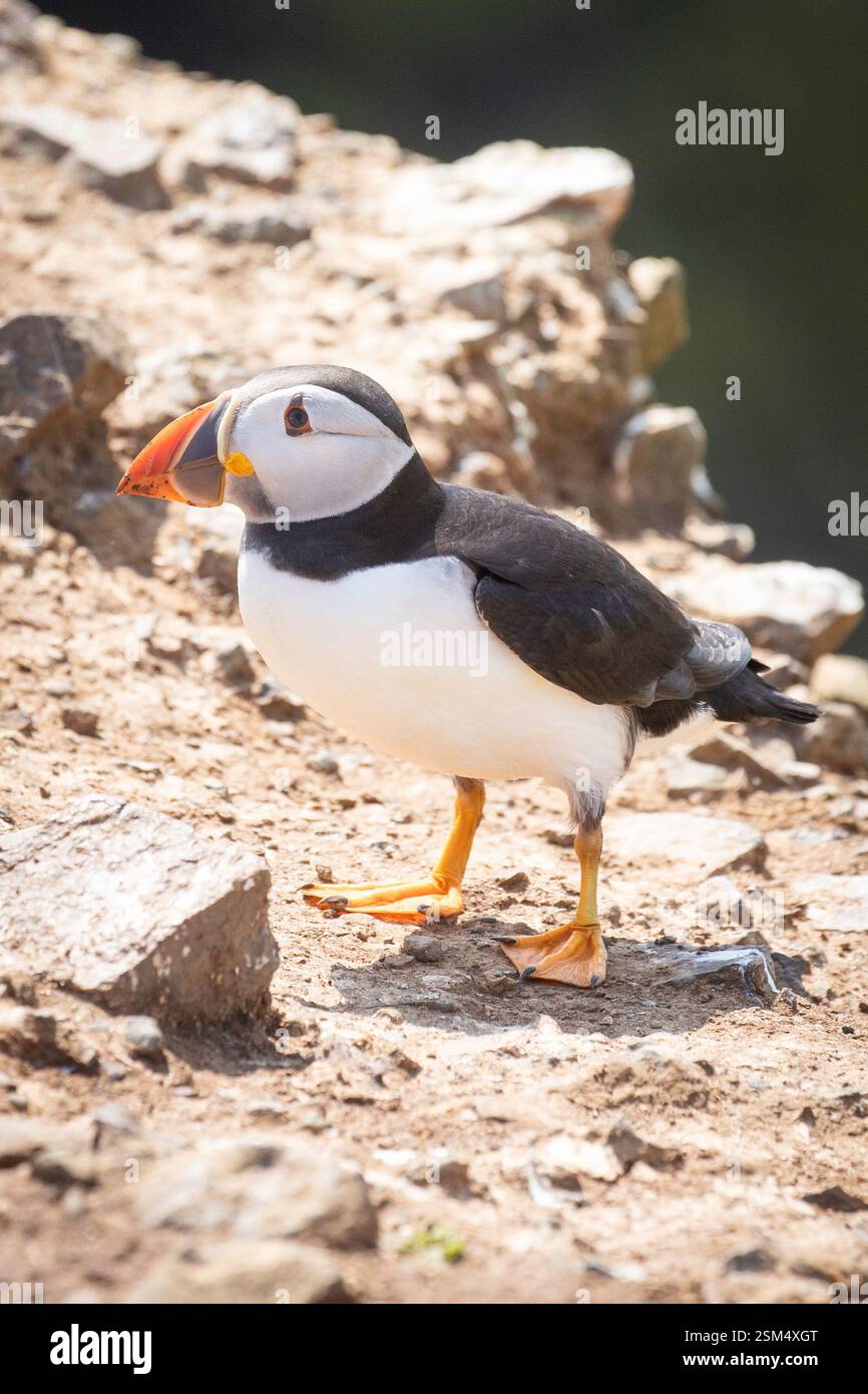 Atlantic puffins on Skoma island Stock Photo - Alamy