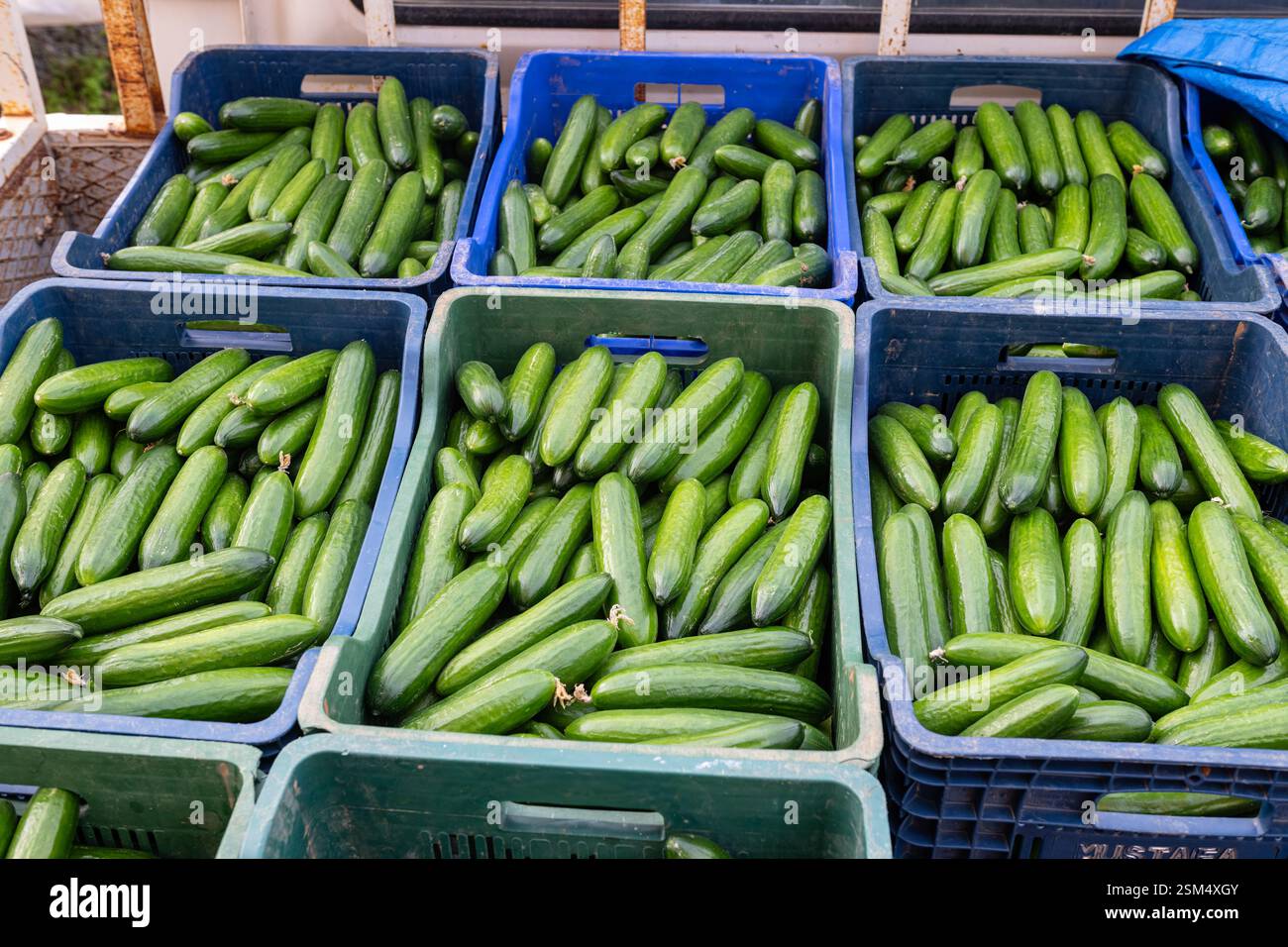 The delicious cucumbers harvested in the field are stacked in packages ...