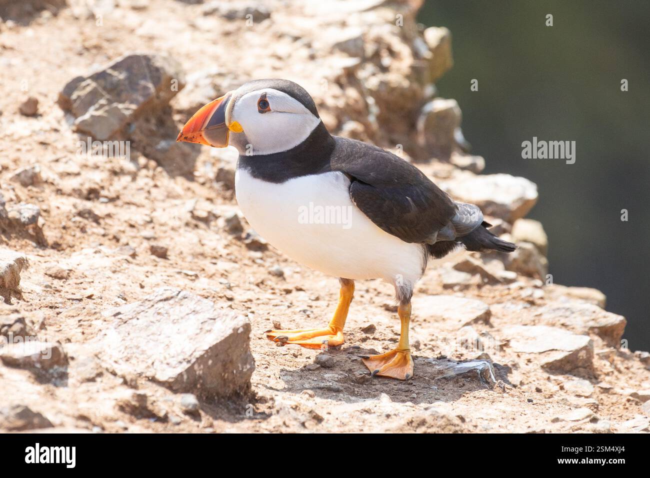 Atlantic puffins on Skoma island Stock Photo - Alamy