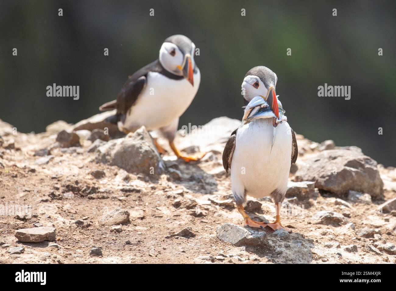 Atlantic puffins on Skoma island Stock Photo - Alamy
