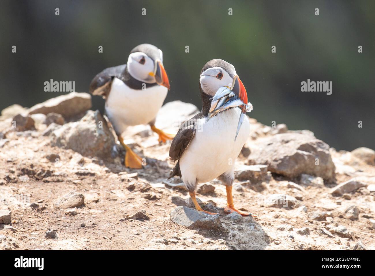 Atlantic puffins on Skoma island Stock Photo - Alamy