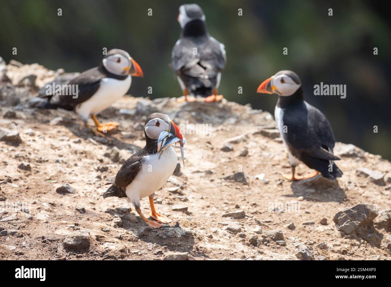 Atlantic puffins on Skoma island Stock Photo - Alamy