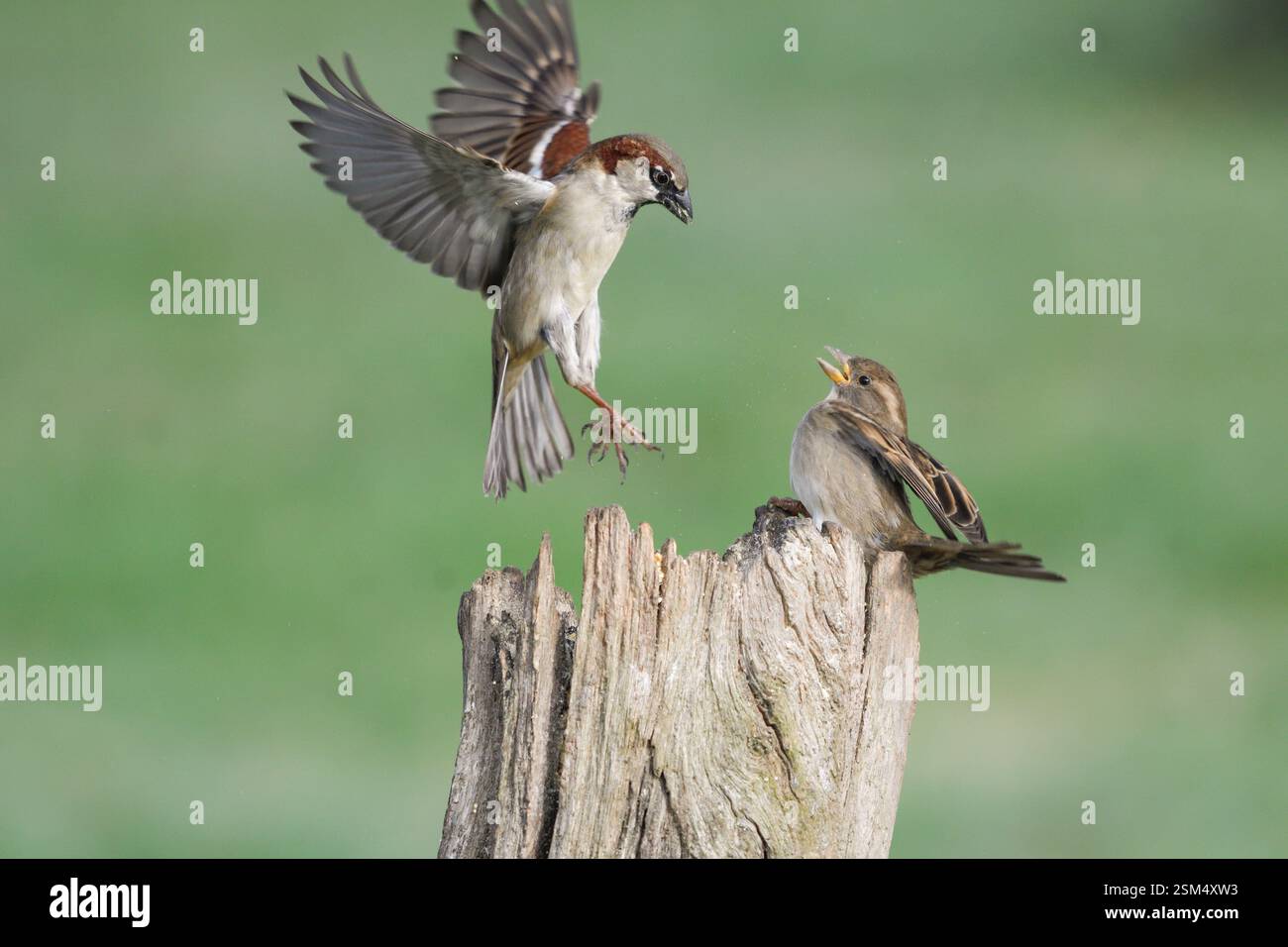 Two house sparrows fighting in flight Stock Photo - Alamy