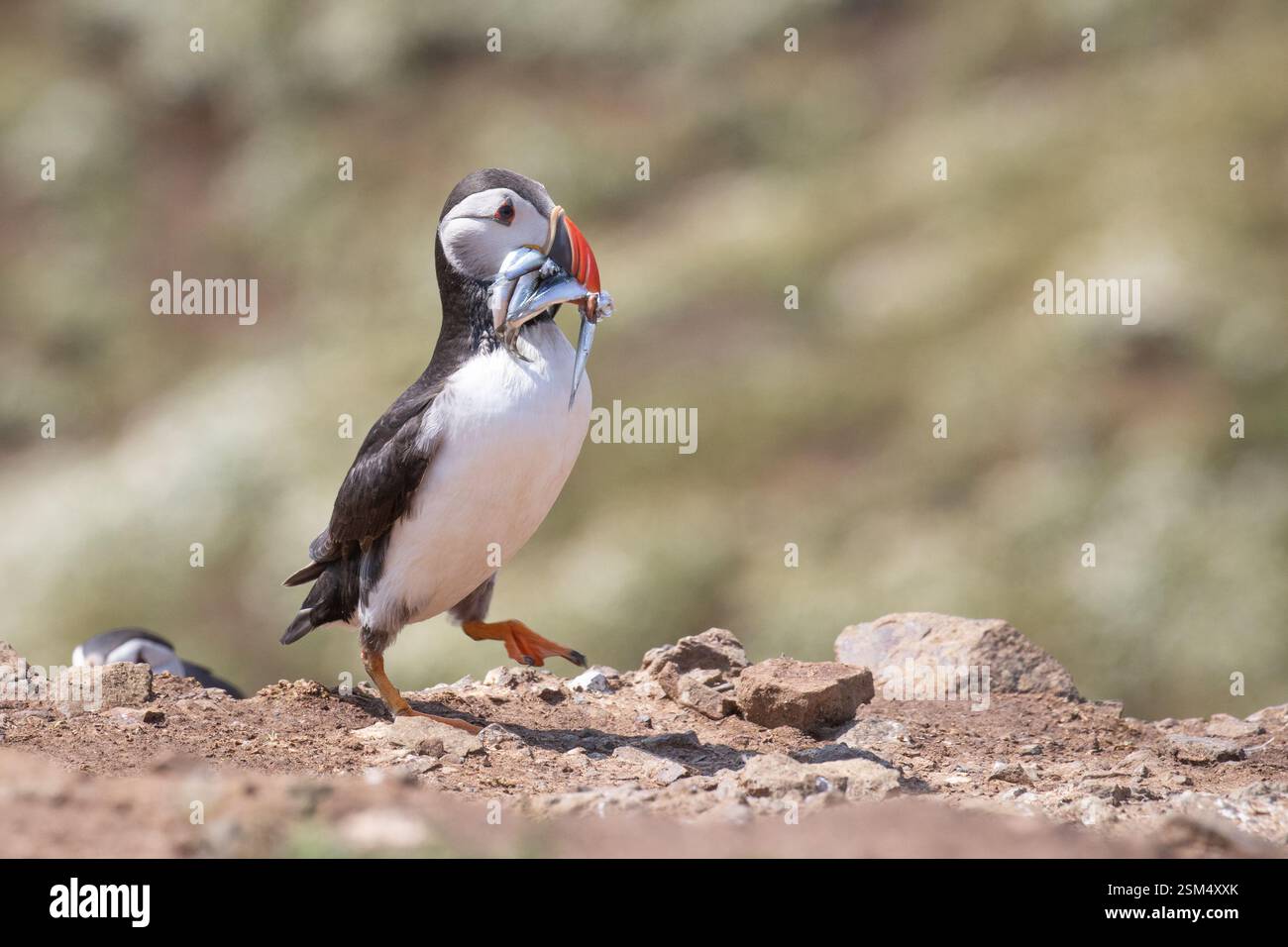 Atlantic puffins on Skoma island Stock Photo - Alamy
