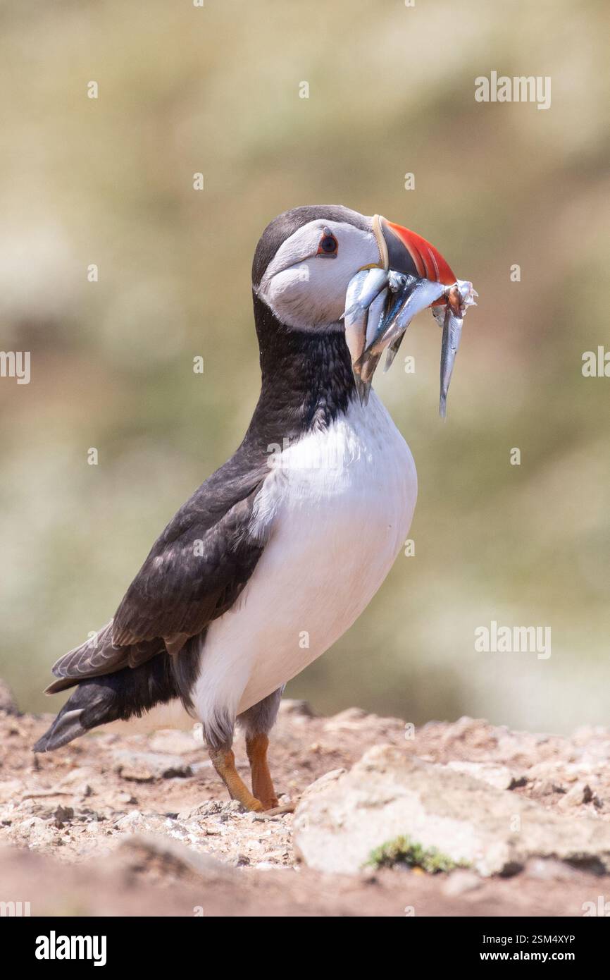 Atlantic puffins on Skoma island Stock Photo - Alamy