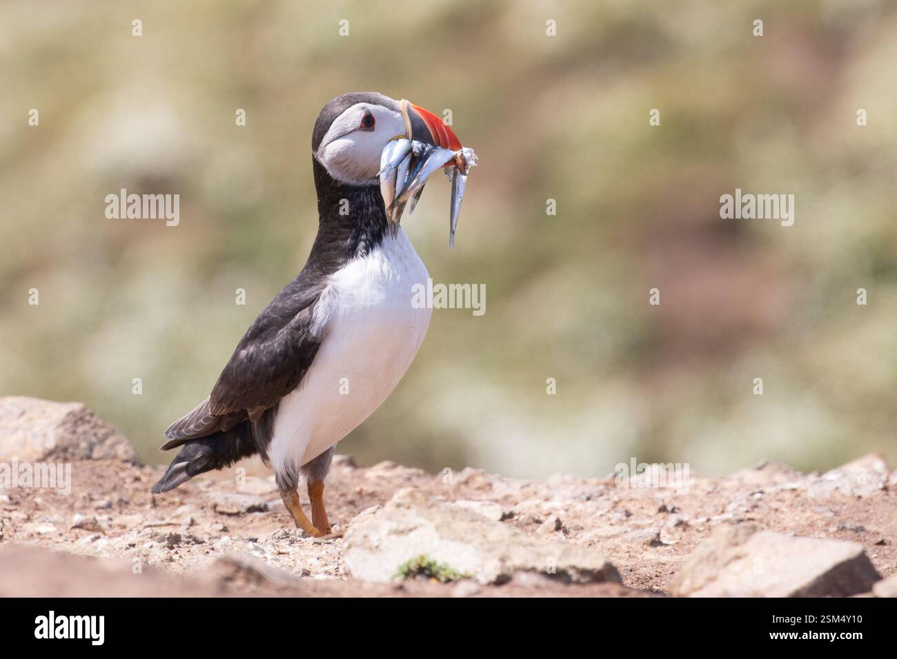 Atlantic puffins on Skoma island Stock Photo - Alamy