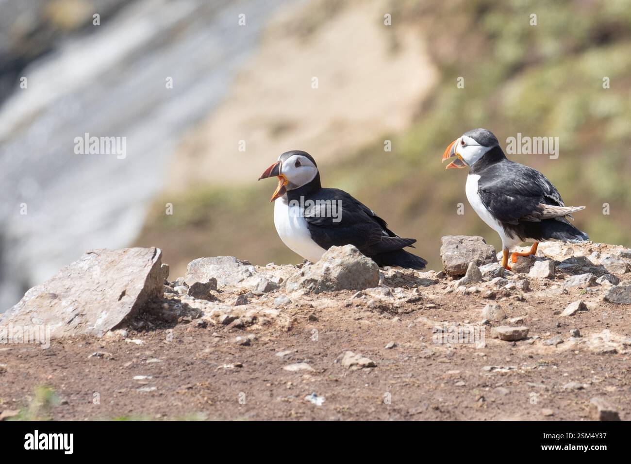 Atlantic puffins on Skoma island Stock Photo - Alamy