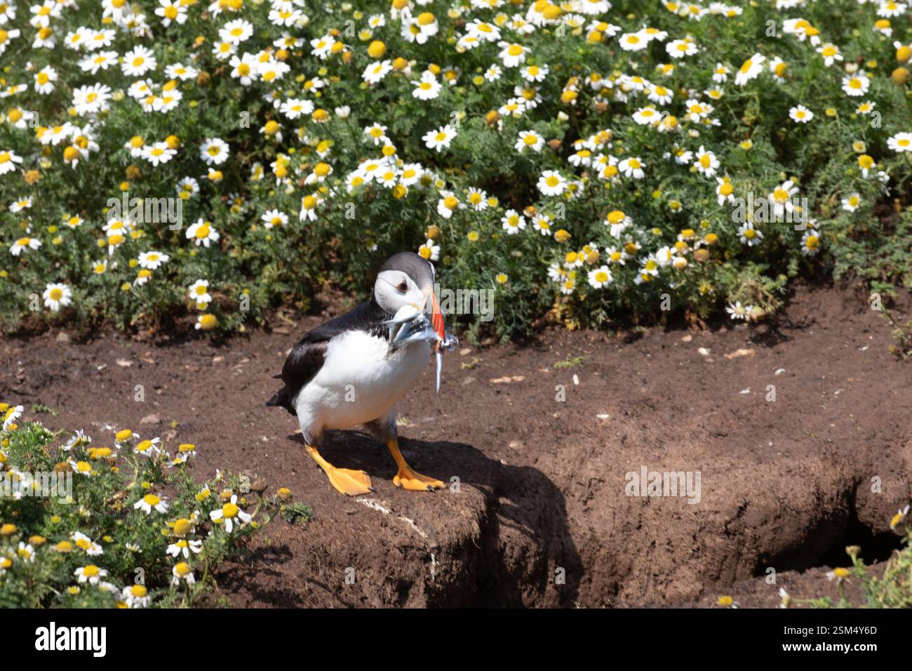 Atlantic puffins on Skoma island Stock Photo - Alamy