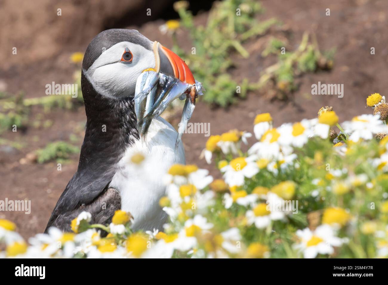 Atlantic puffins on Skoma island Stock Photo - Alamy
