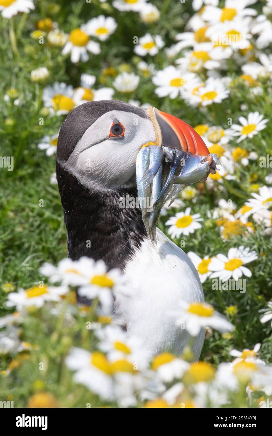 Atlantic puffins on Skoma island Stock Photo - Alamy