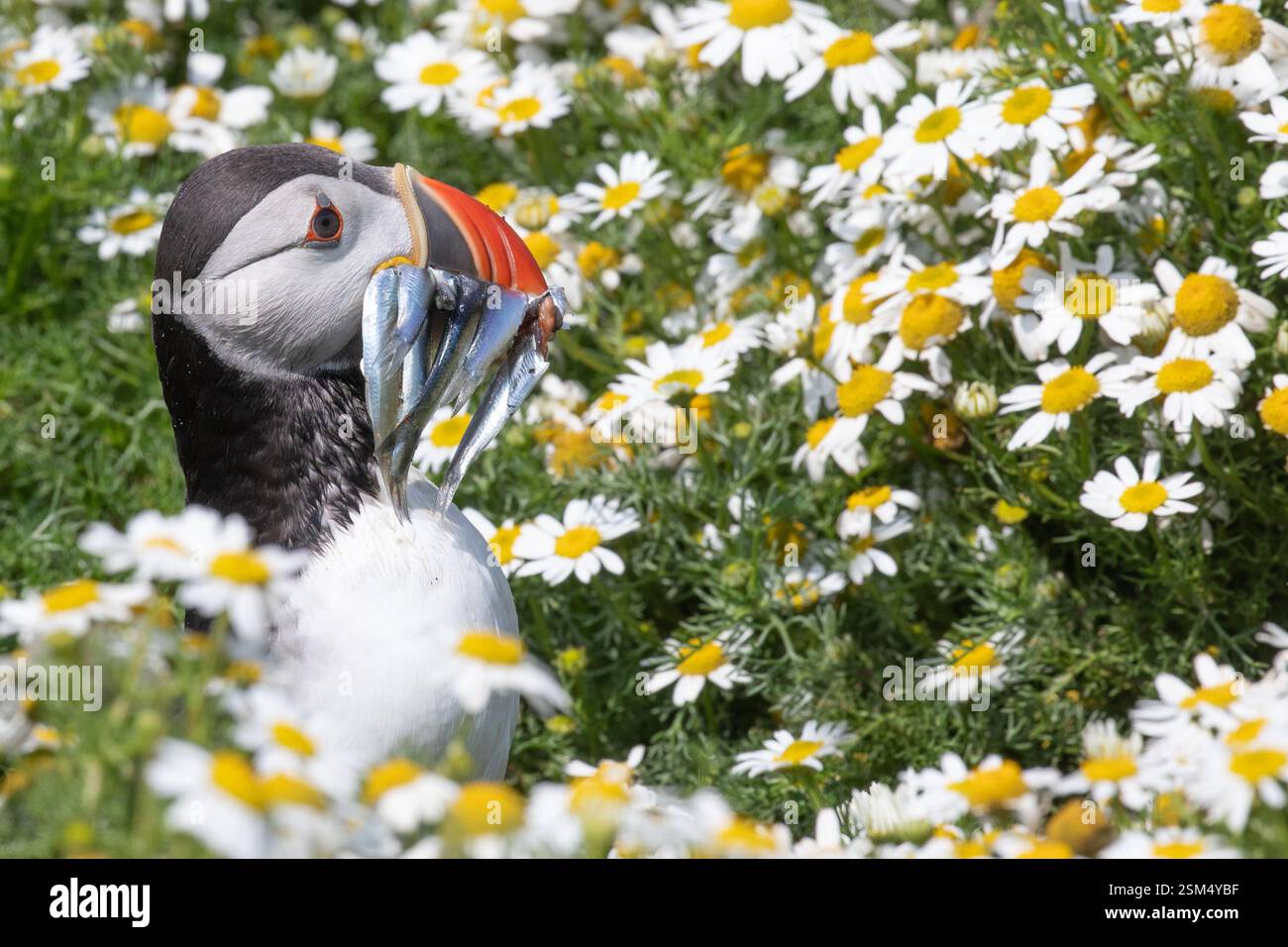 Atlantic puffins on Skoma island Stock Photo - Alamy