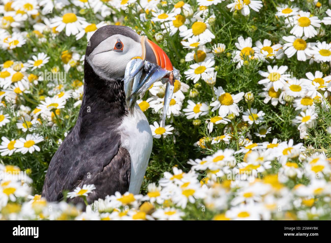 Atlantic puffins on Skoma island Stock Photo - Alamy
