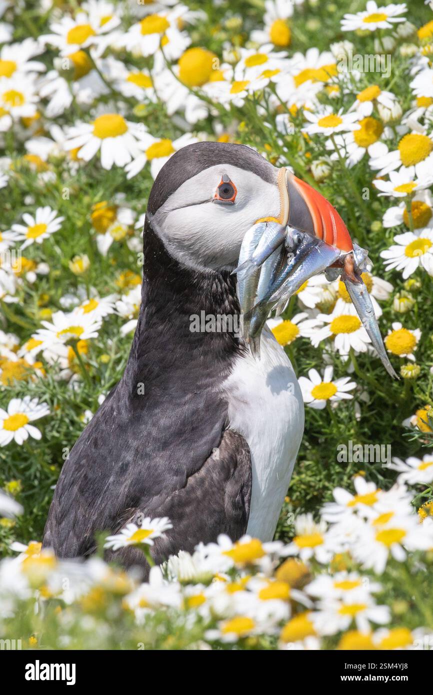 Atlantic puffins on Skoma island Stock Photo - Alamy