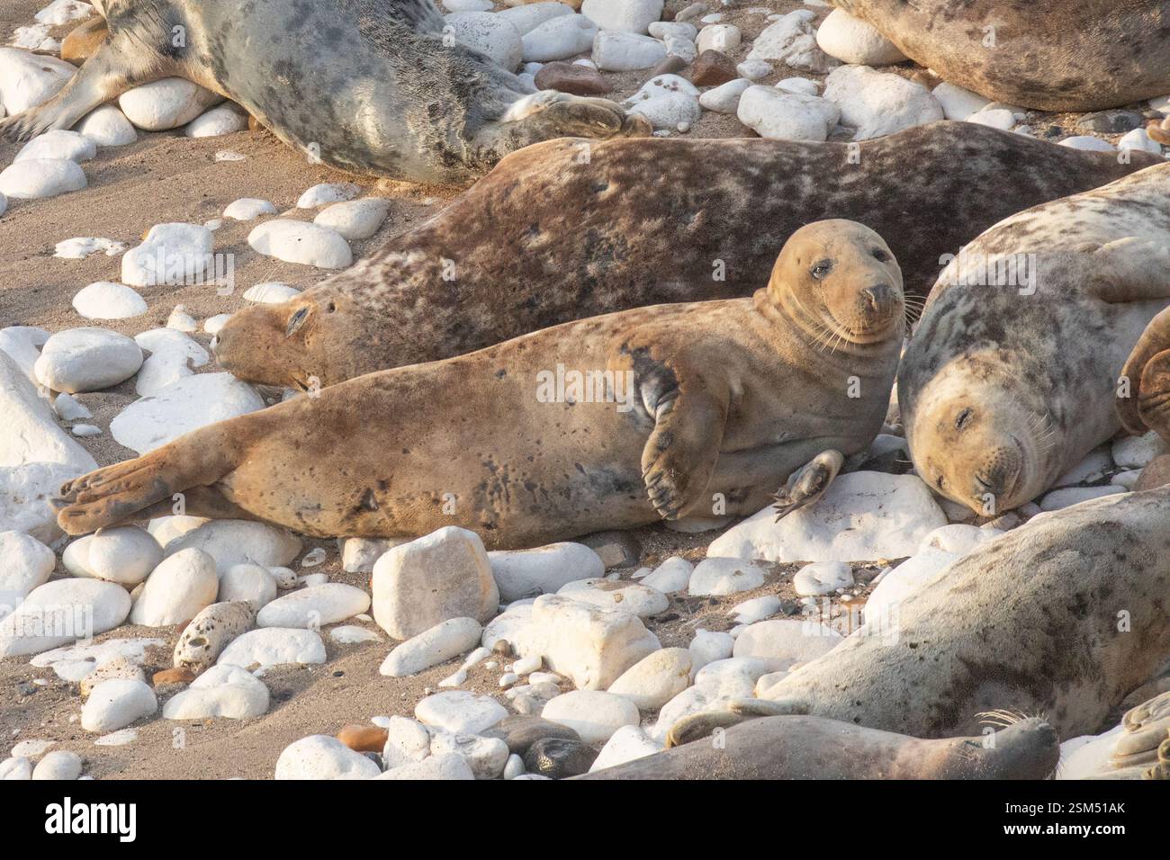 Atlantic seals on the beach Stock Photo - Alamy
