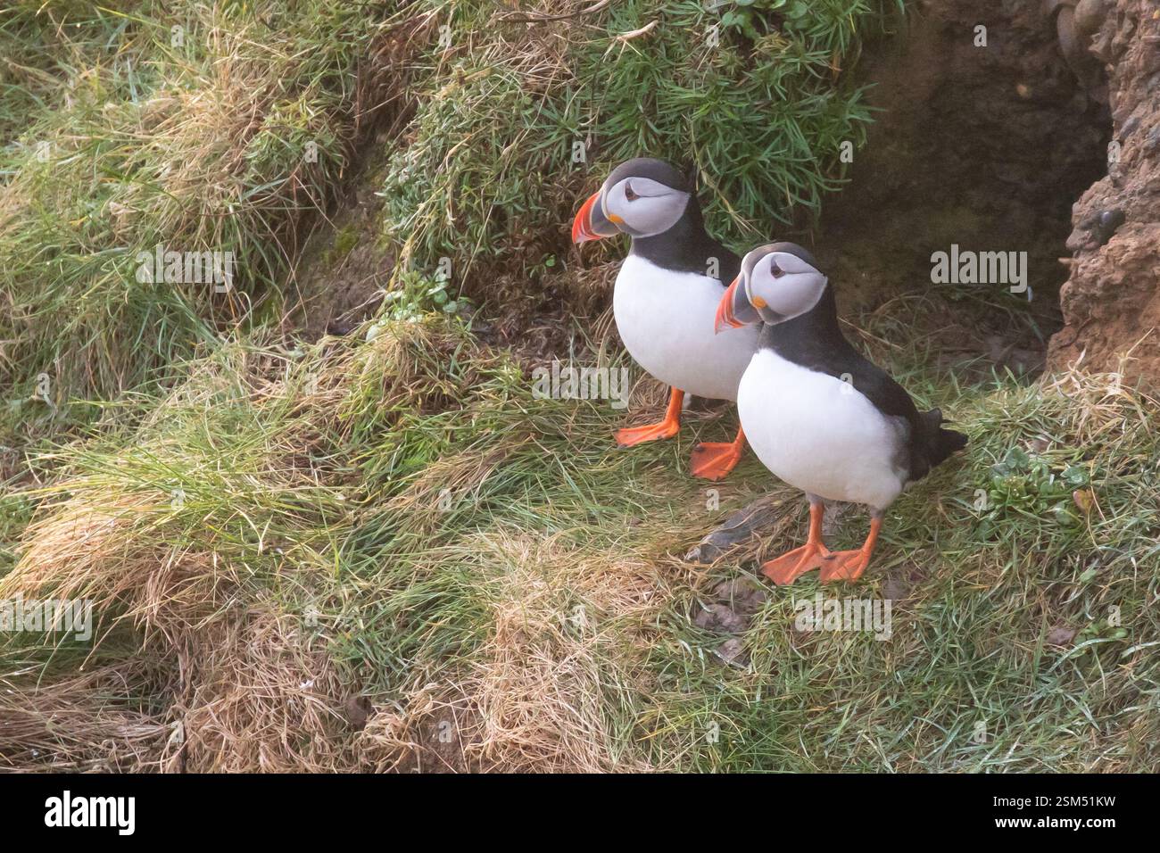 Atlantic puffins on Skoma island Stock Photo - Alamy