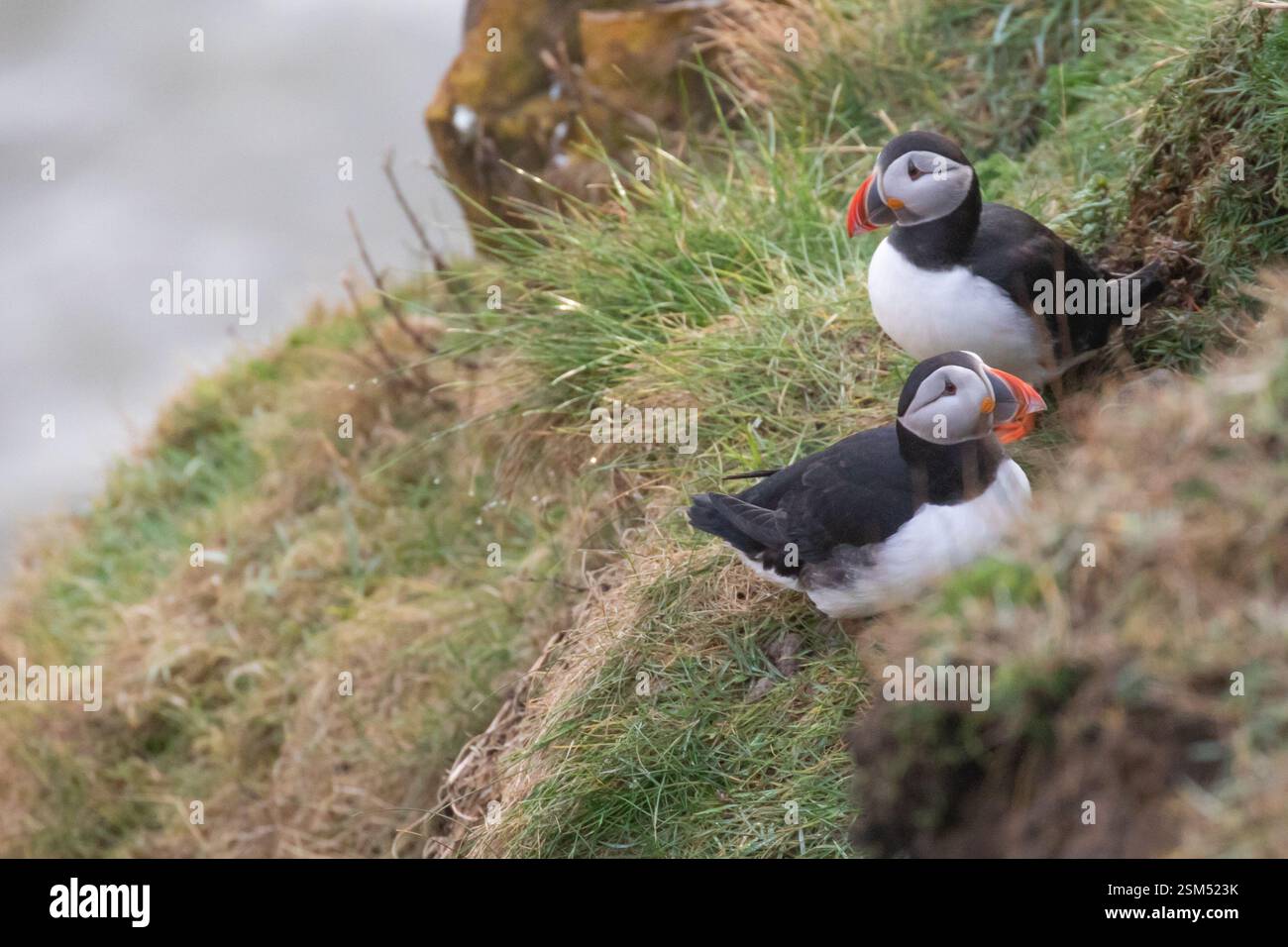 Atlantic puffins on Skoma island Stock Photo - Alamy