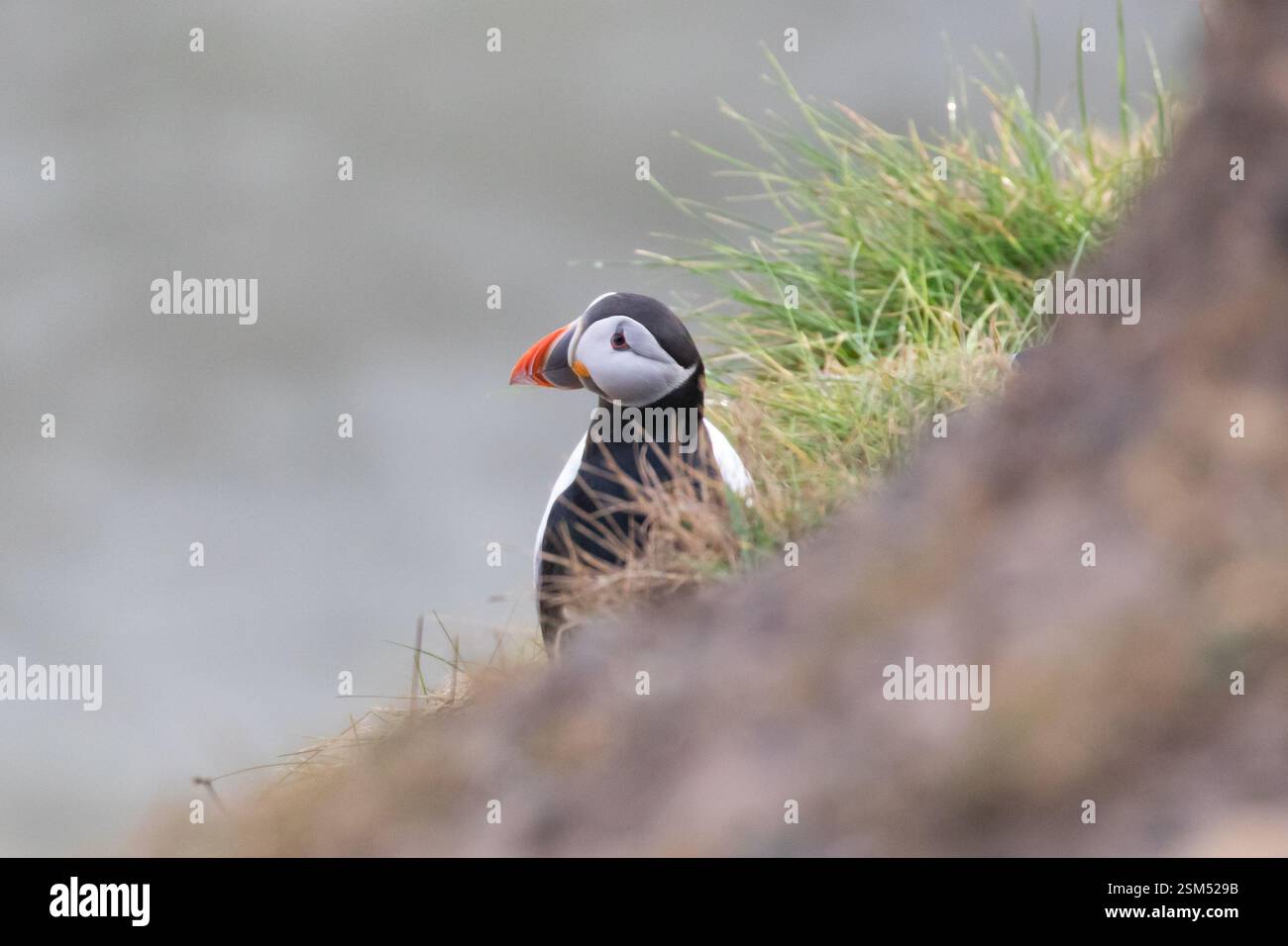 Atlantic puffins on Skoma island Stock Photo - Alamy