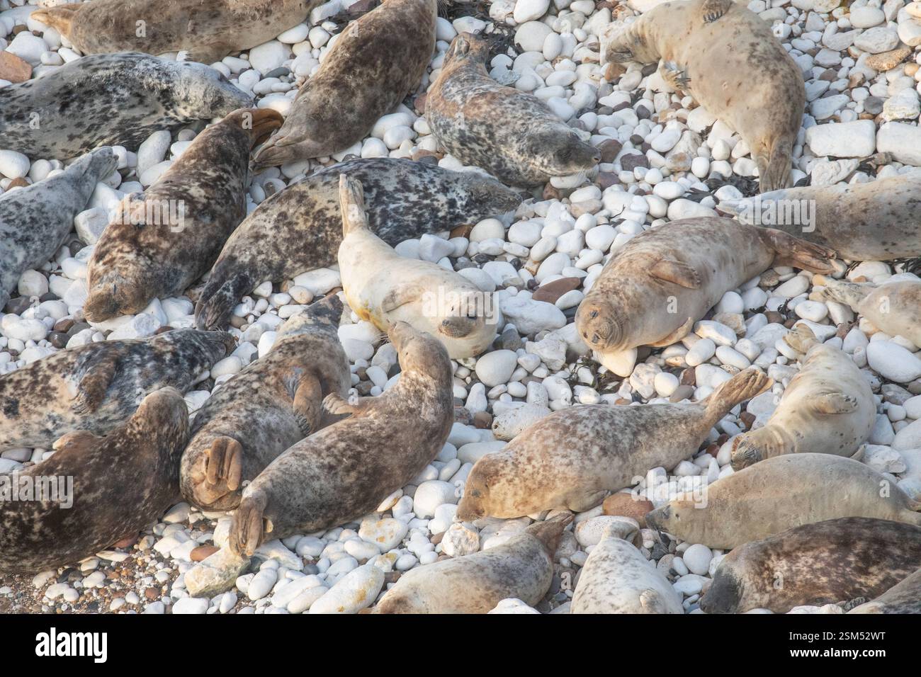 Atlantic seals on the beach Stock Photo - Alamy