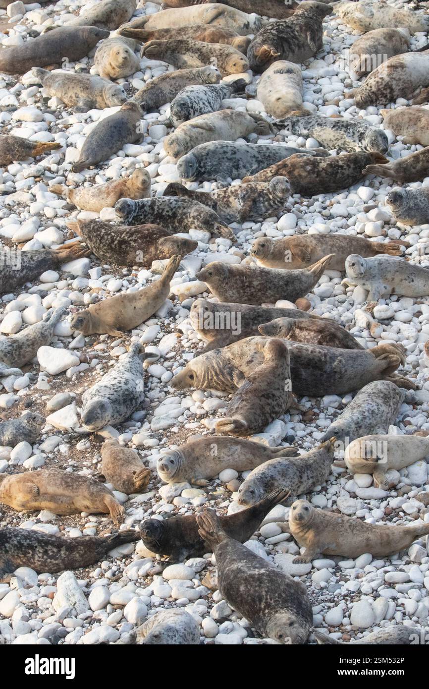 Atlantic seals on the beach Stock Photo - Alamy