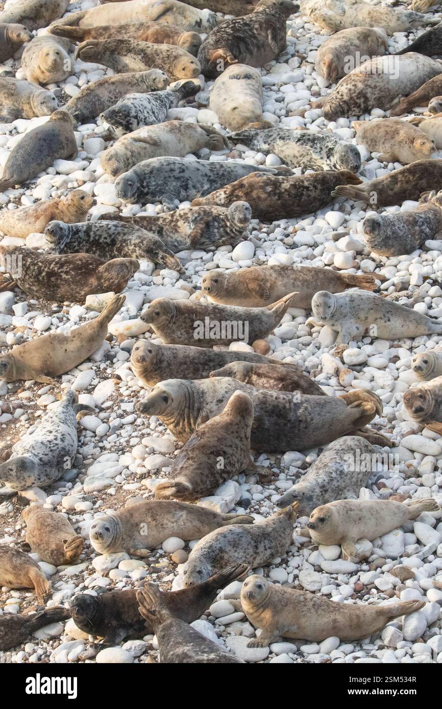 Atlantic seals on the beach Stock Photo - Alamy