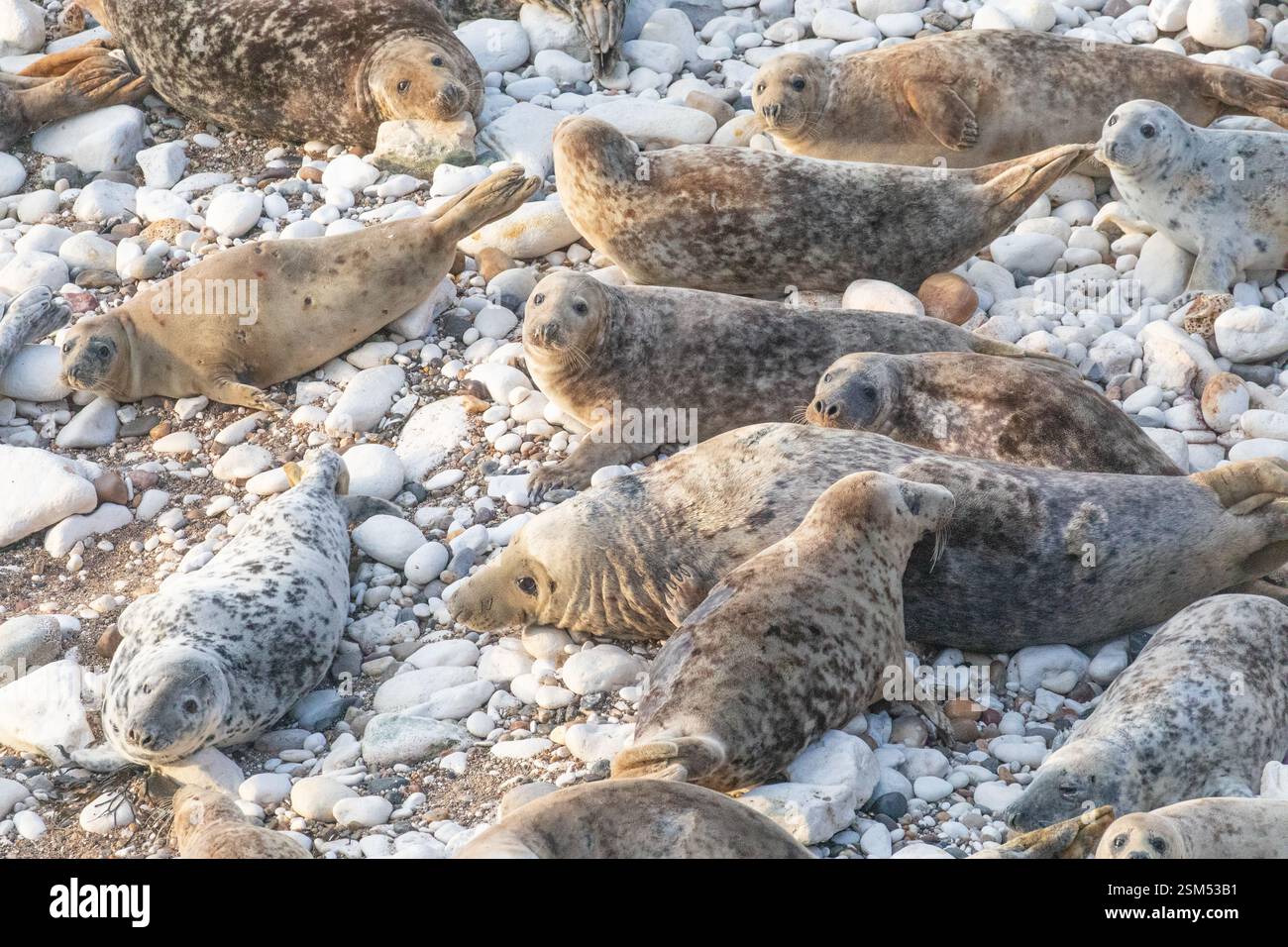 Atlantic seals on the beach Stock Photo - Alamy