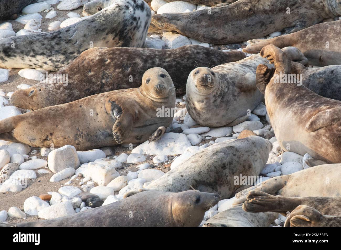 Atlantic seals on the beach Stock Photo - Alamy