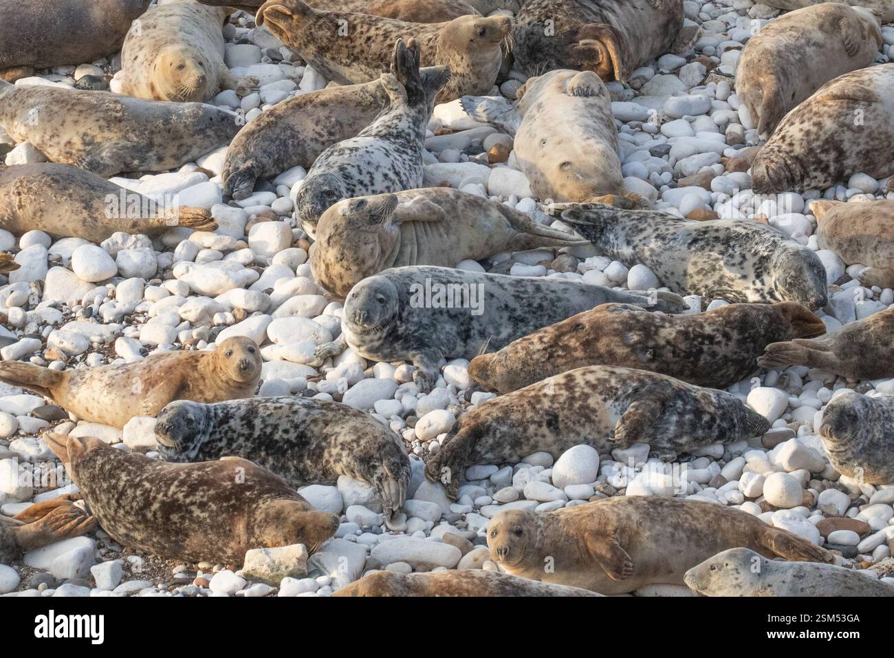Atlantic seals on the beach Stock Photo - Alamy