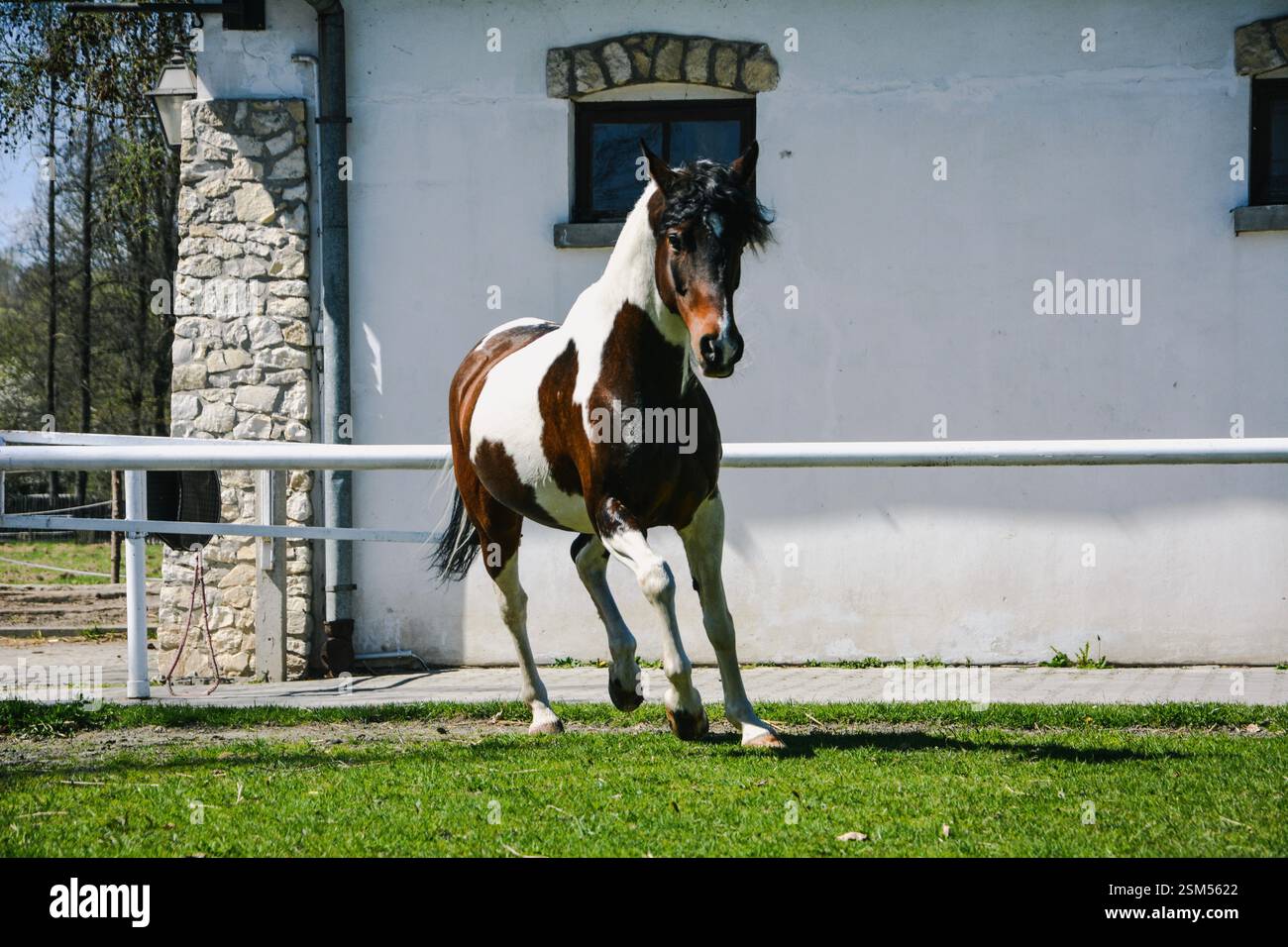 pinto horse on green grass Stock Photo - Alamy
