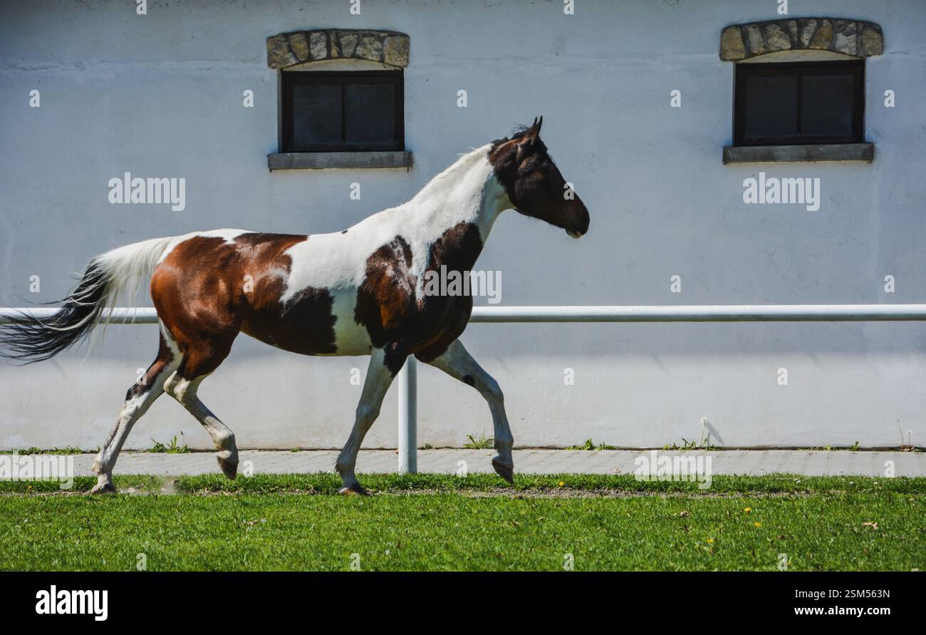Pinto horse hi-res stock photography and images - Alamy