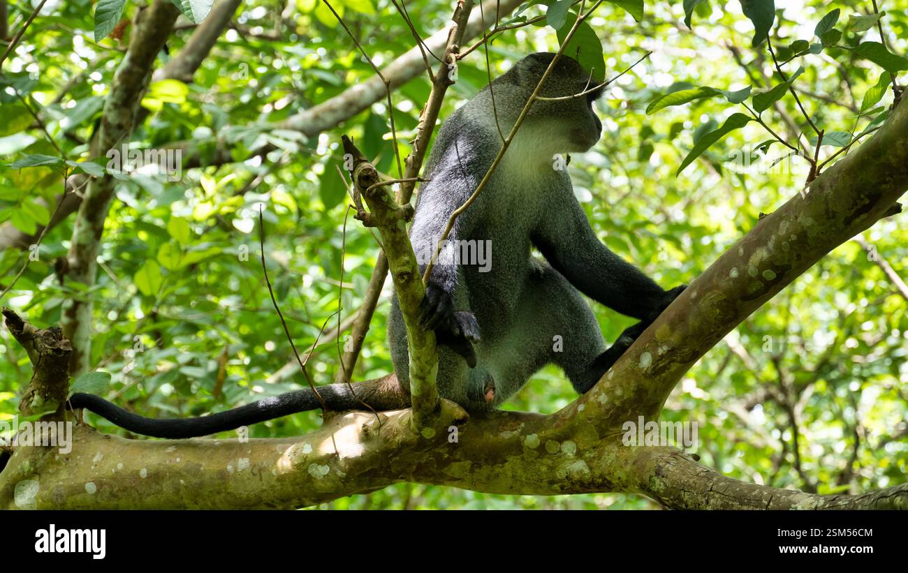 A graceful monkey is beautifully perched upon a branch amidst the ...
