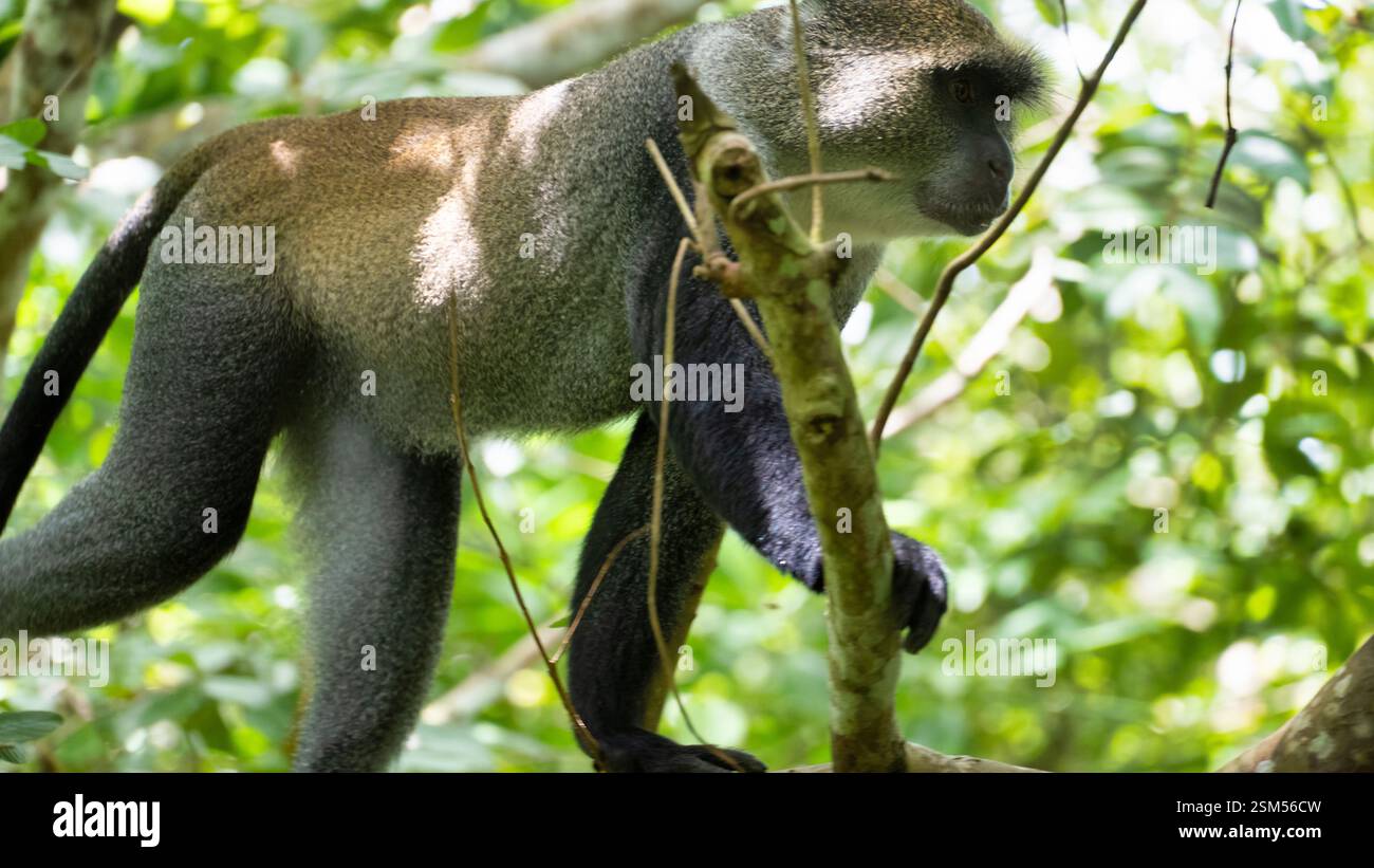 A monkey moves gracefully among the towering trees in a vibrant jungle ...