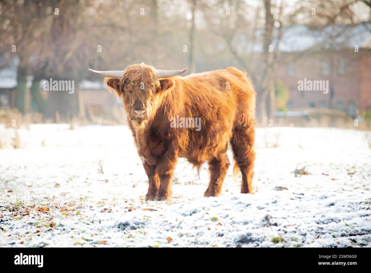highland cows on a cold morning Stock Photo - Alamy