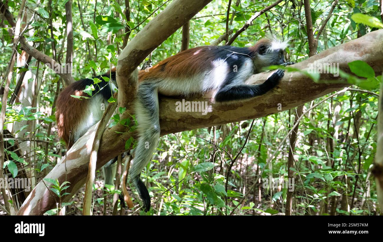 Monkeys are comfortably lounging on a sturdy branch within a vibrant ...