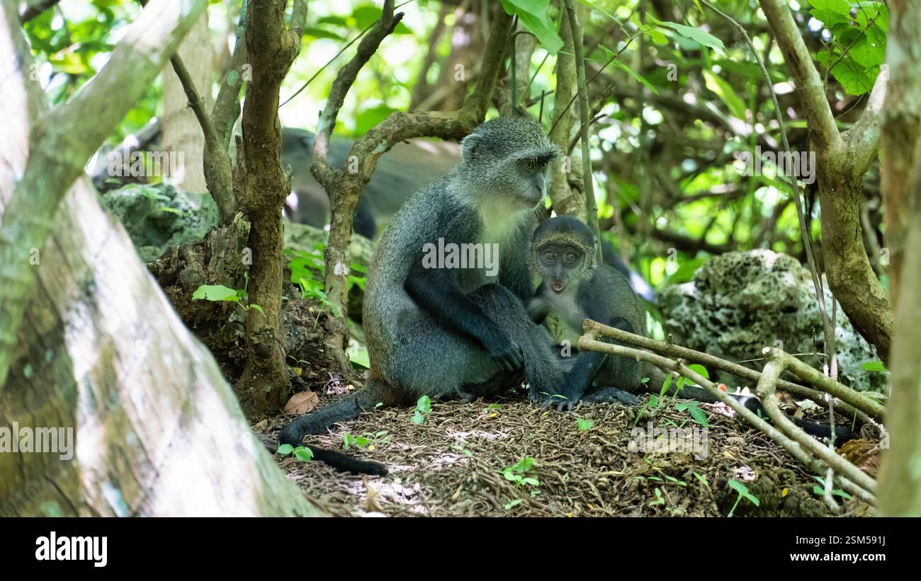 A mother monkey and her baby are seen in a lush green jungle ...