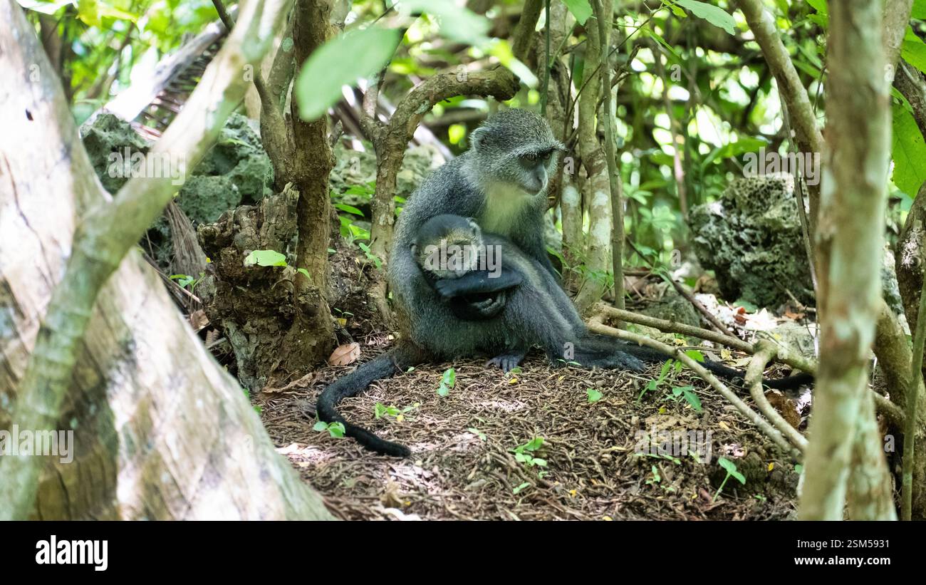 A truly delightful and charming scene featuring playful monkeys ...