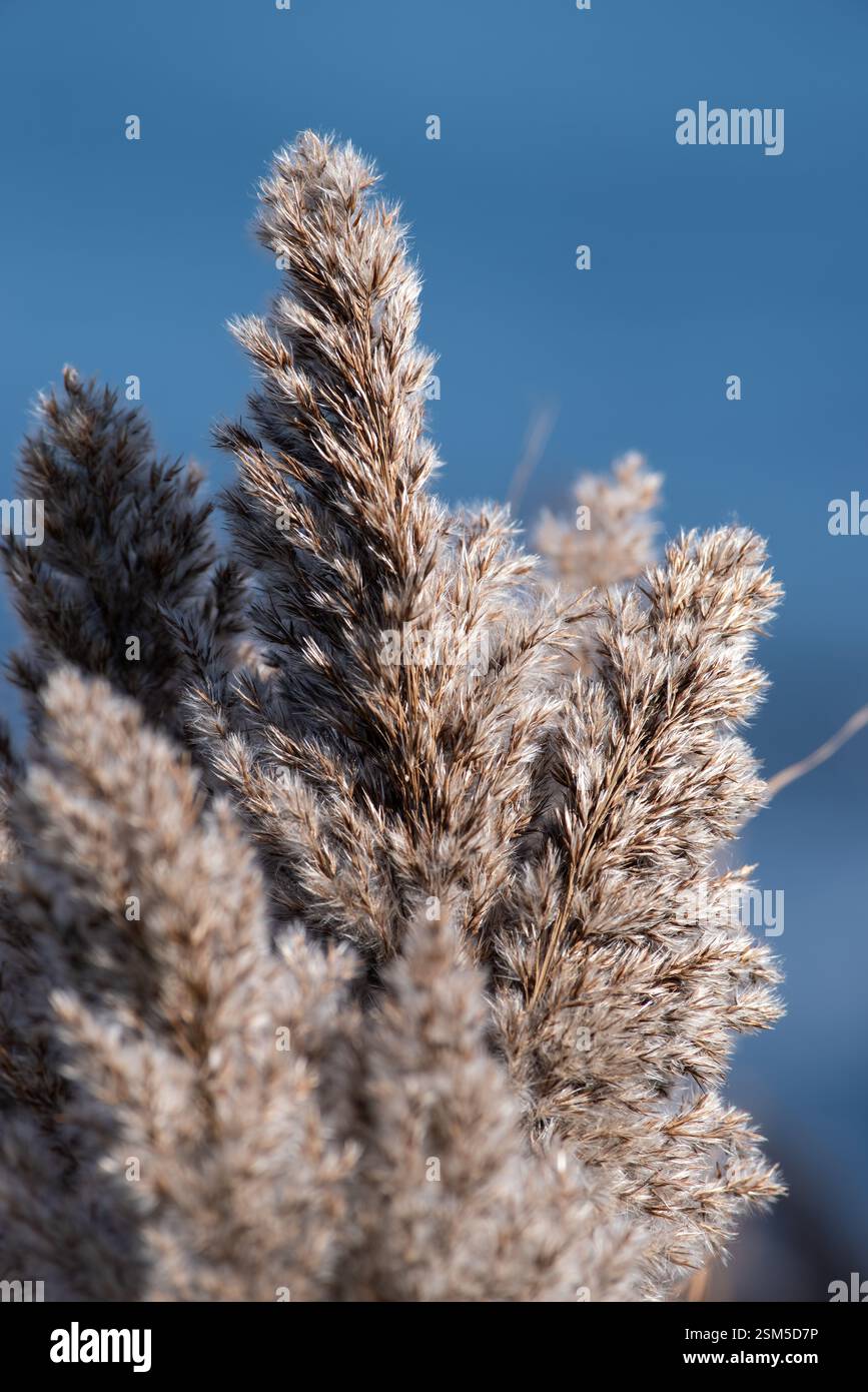 Native grasses natural textures hi-res stock photography and images - Alamy