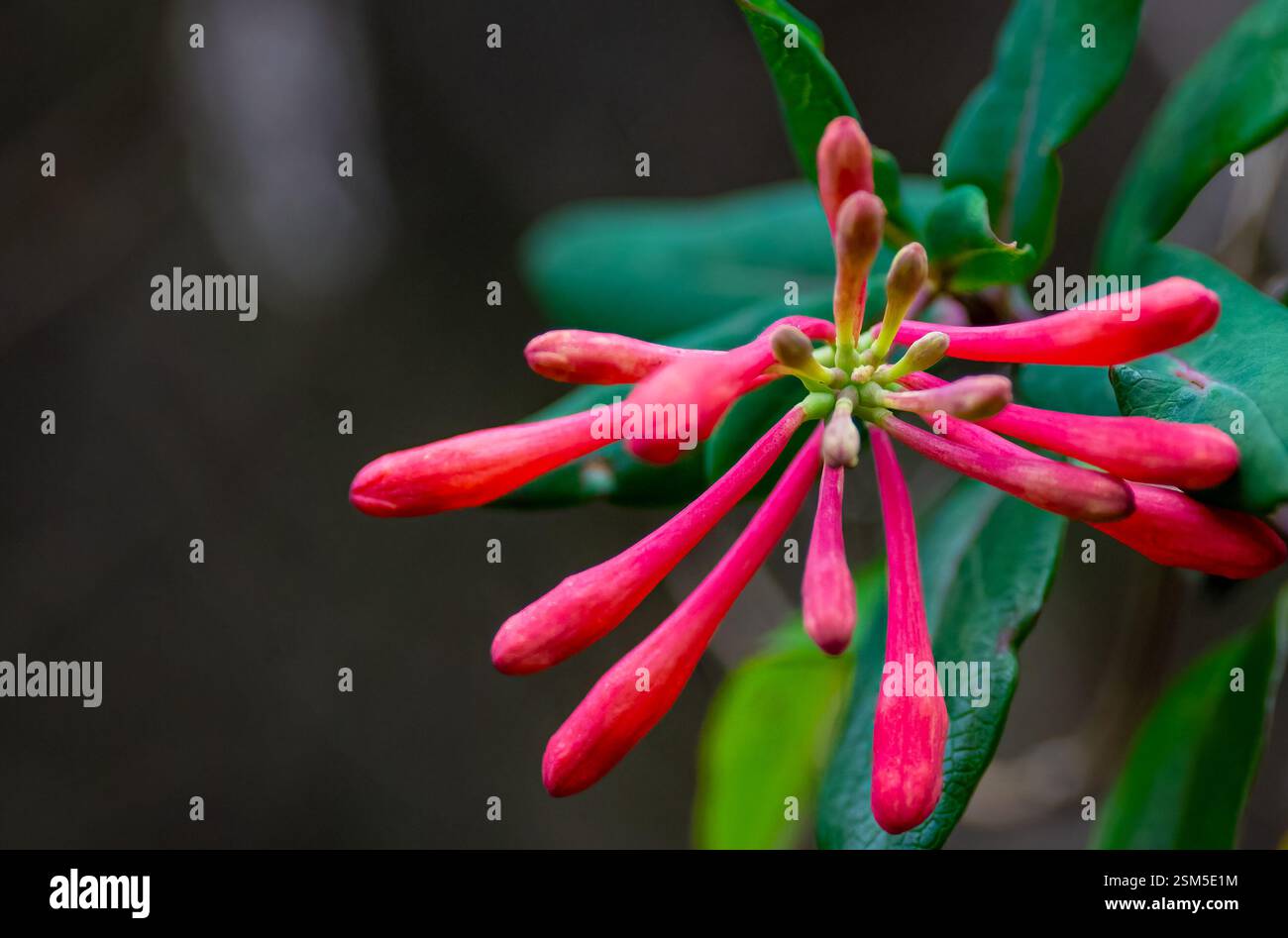 A vibrant red honeysuckle flower in full bloom, set against a soft ...
