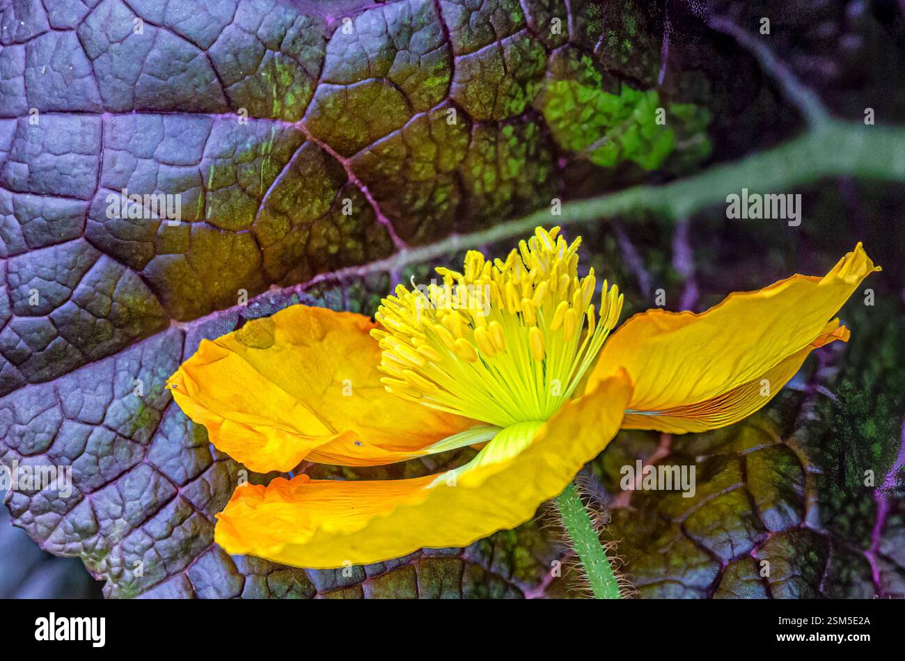 Intricate leaf patterns in vivid colors hi-res stock photography and ...