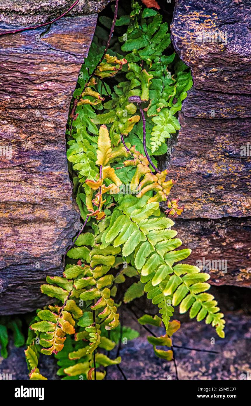 Vibrant green ferns growing from the cracks of a weathered log ...