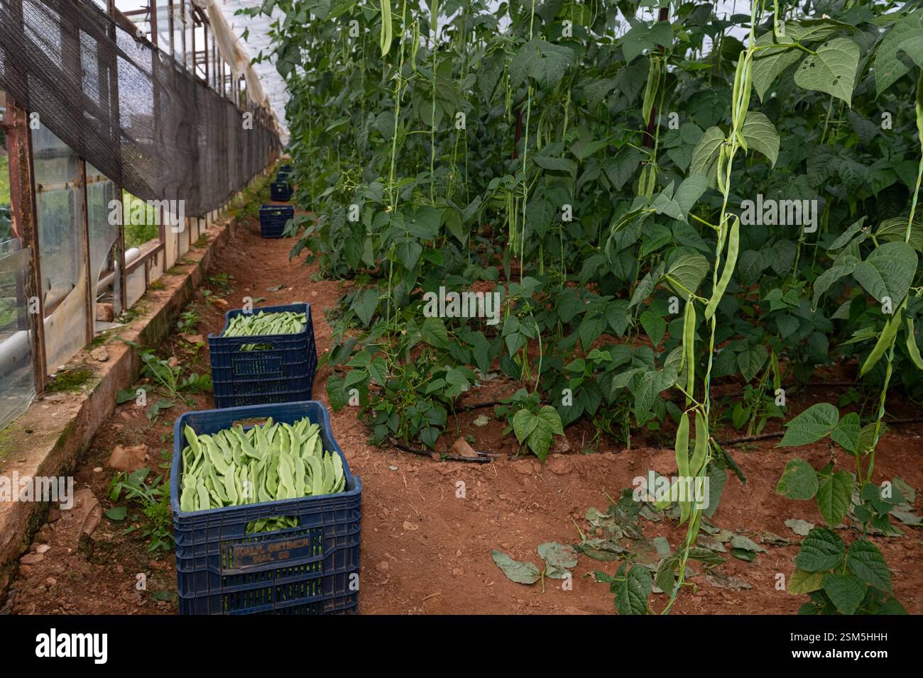 Green colored fresh and organic beans harvested in the field in packs ...