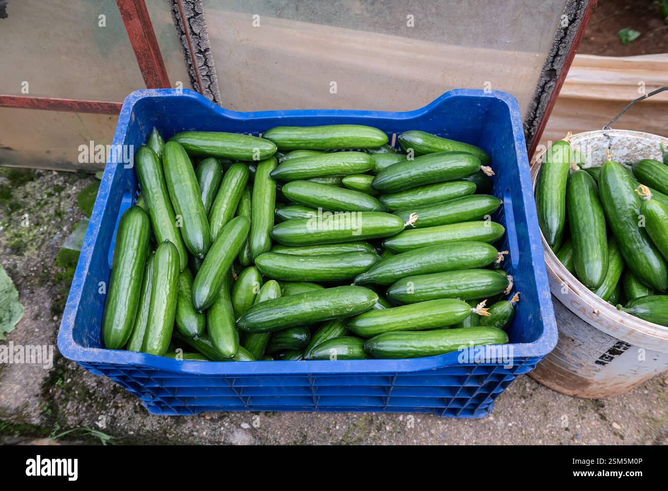 The delicious cucumbers harvested in the field are stacked in packages ...