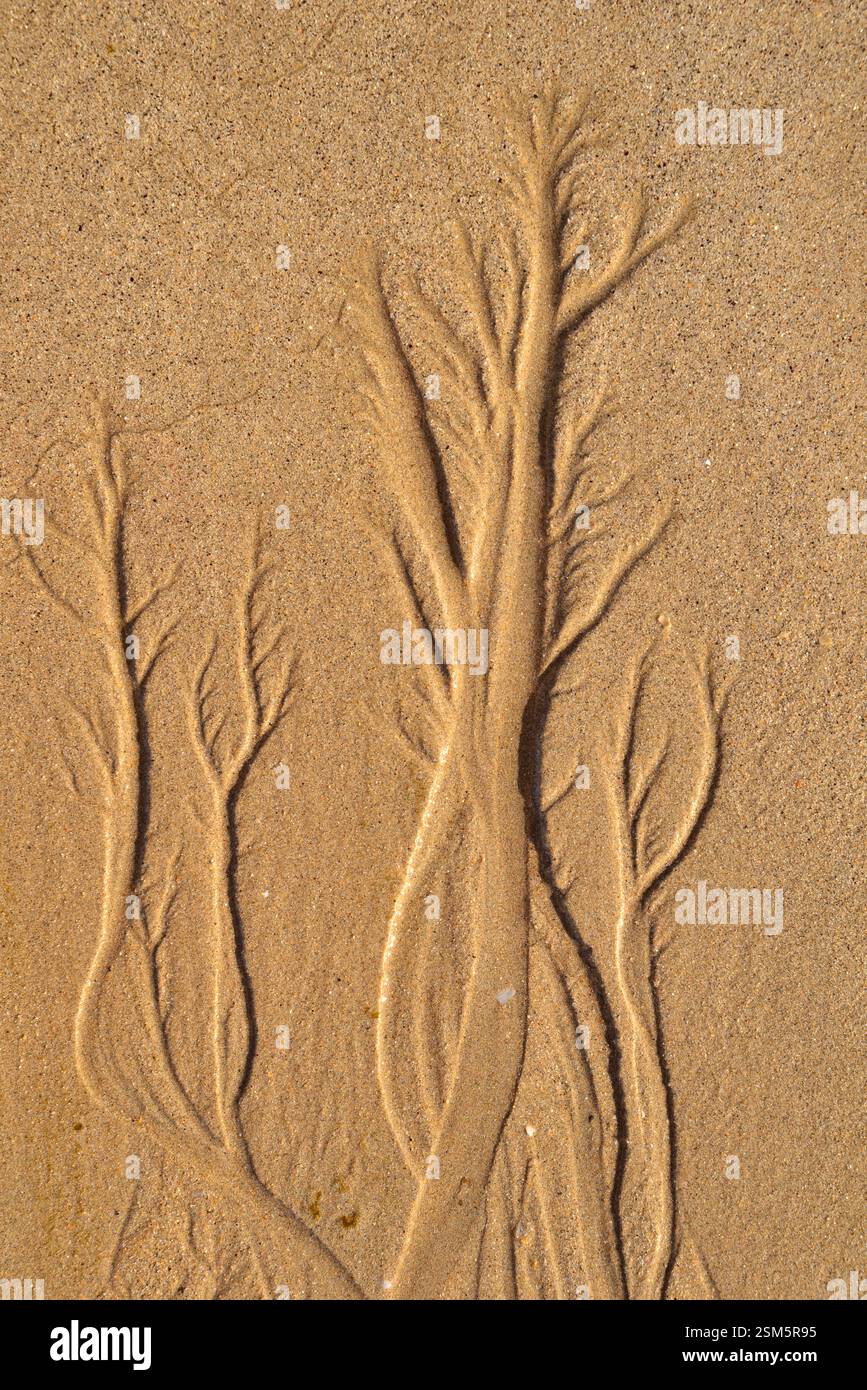 Abstract composition of tree patterns on the sand created naturally by ...